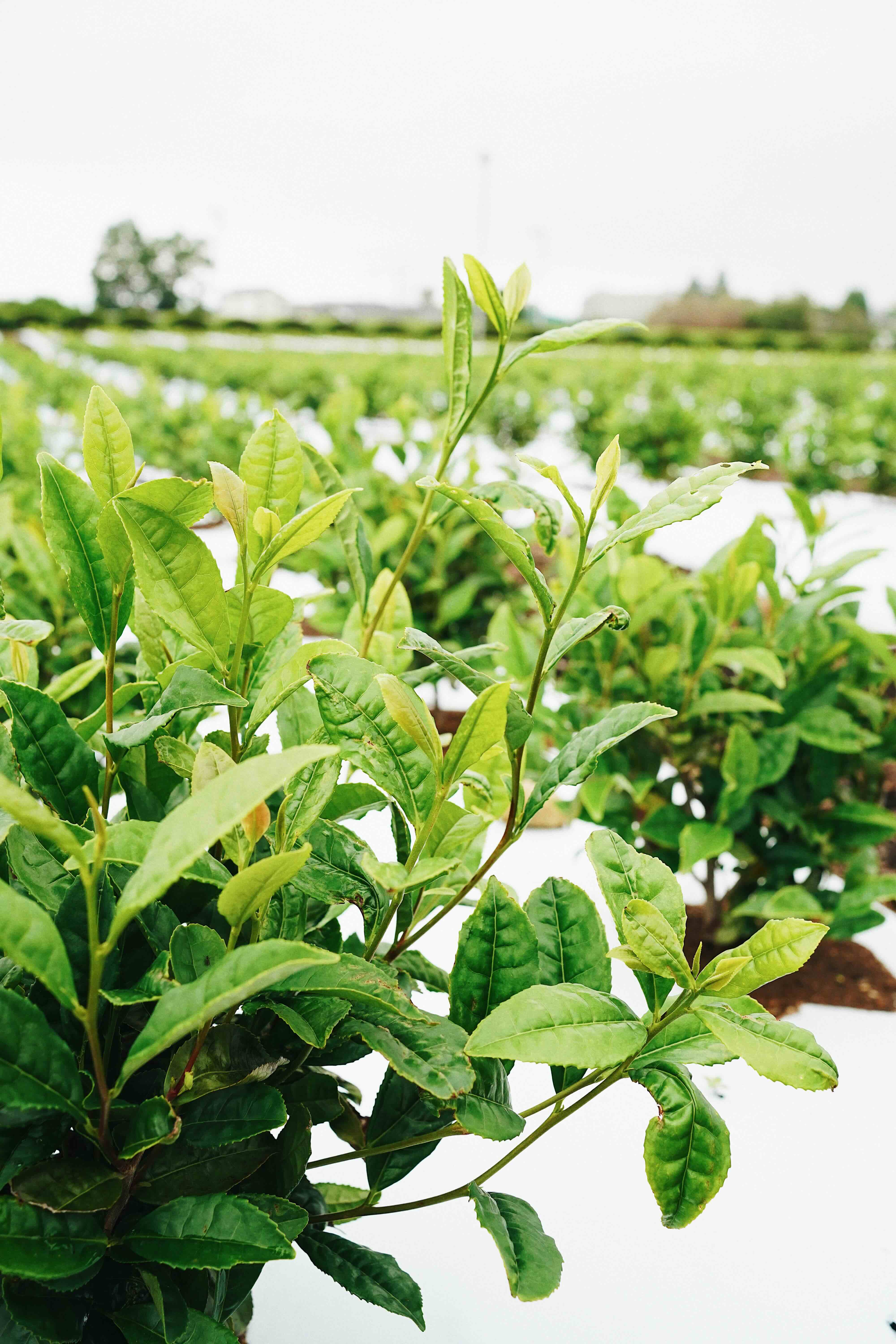 What is Single Cultivar Matcha? | Romi Matcha