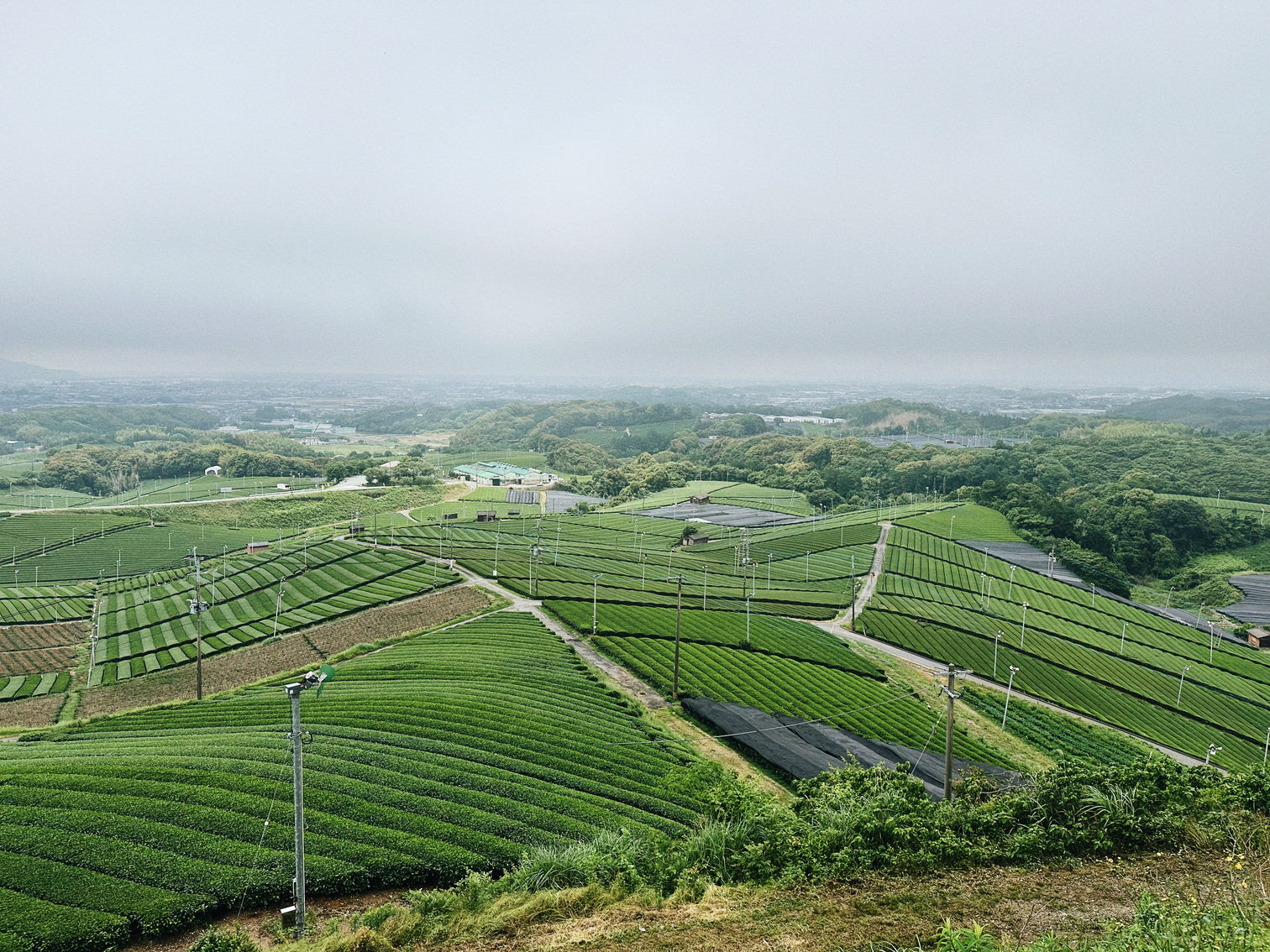 The Best (and Different) Ways to Drink Matcha – Romi Matcha