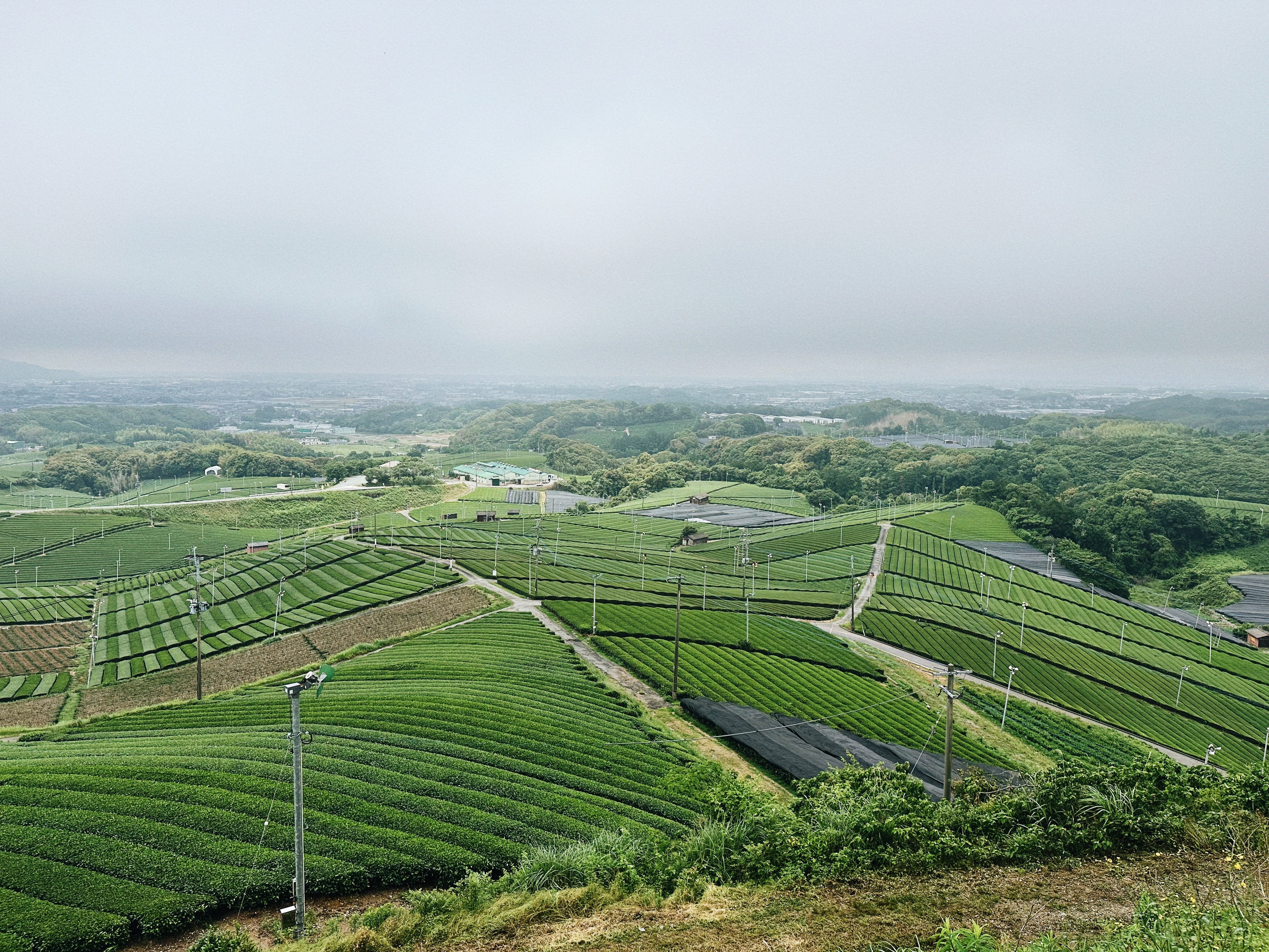 The Best Tea Regions in Japan | Romi Matcha
